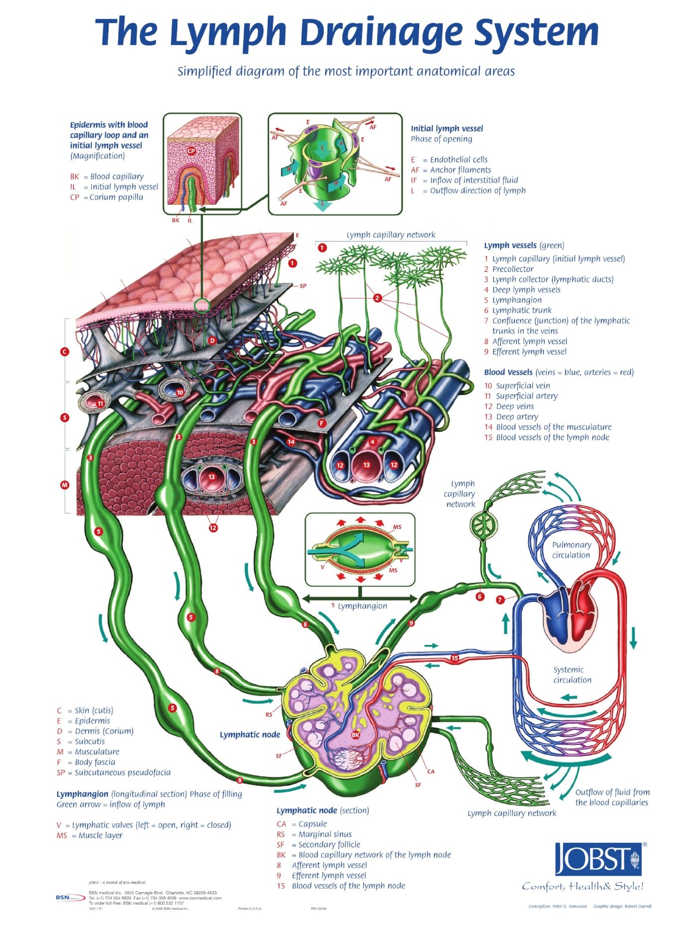 Understanding Lipedema and Lymphatic Flow | Lipedema.net